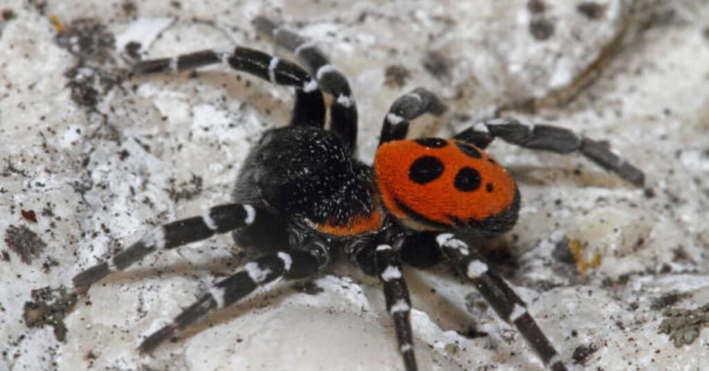 Clown Spider's Guide to Survival: Insights into its Habitat and Behavior