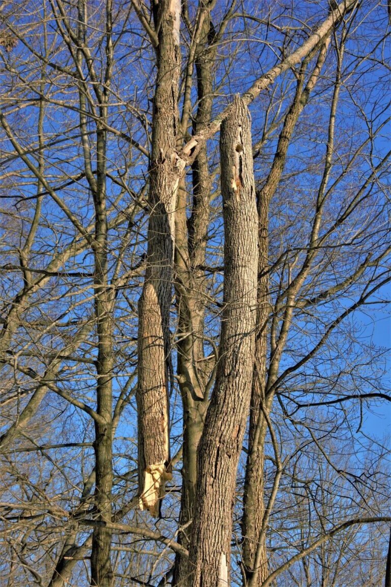How to Identify Hazardous Trees Before They Become a Problem - aldalive.com